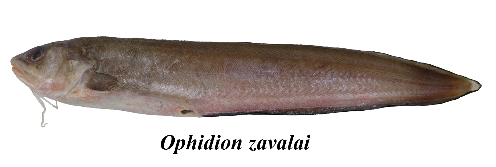 Prof. Dr. Luis Alberto Zavala-Camin (1938-2023). Um ícone peruano da ...